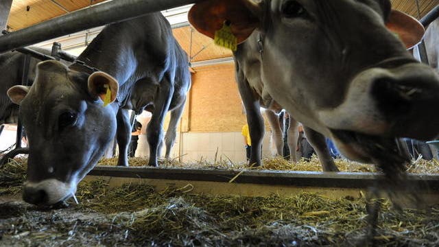 Urner Bauern verdienen erneut weniger Urner Bauern verdienen erneut weniger